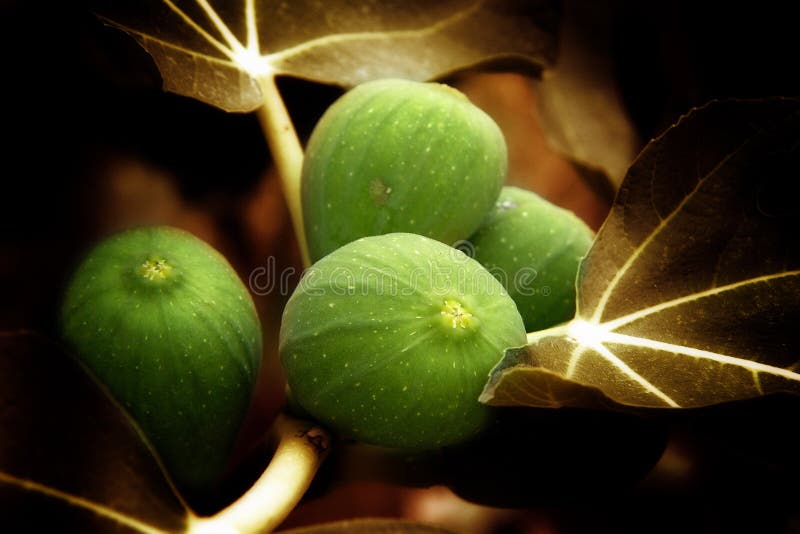 Figs in Rovinj stock photo. Image of adriatic, food, green - 66953716
