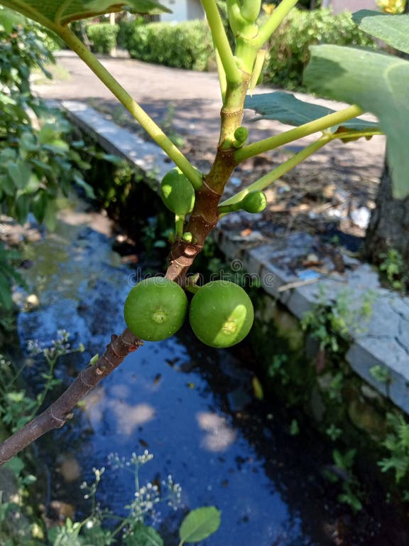 Figs that are Side by Side Like Human Life Stock Photo - Image of like ...
