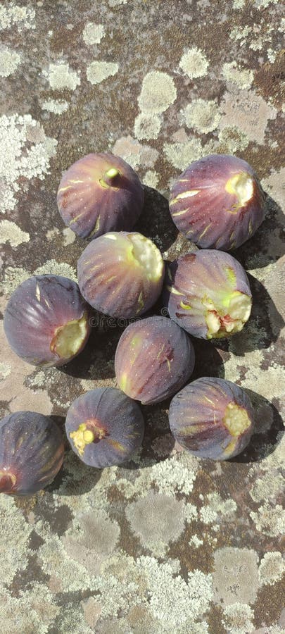 Figs on Stone in Italy Tuscany Stock Image - Image of leaf, purple ...
