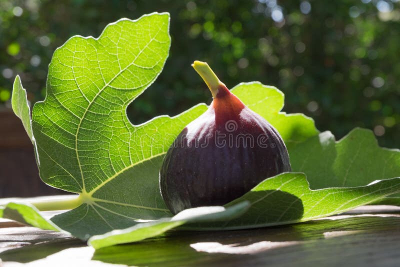 Figs on the table stock image. Image of ingredient, green - 68354095