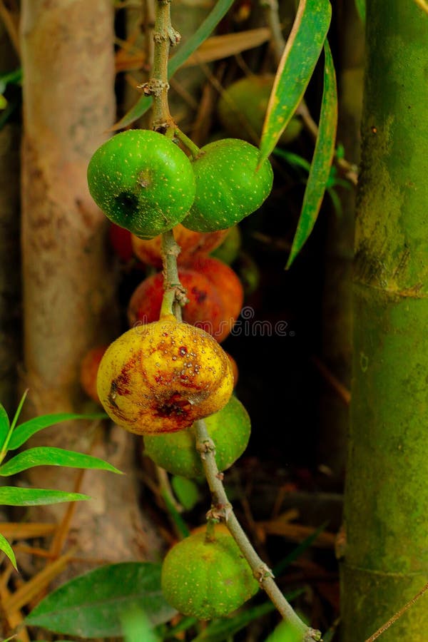 Figs with Three Color Variants Yellow, Green and Slightly Brown? Stock ...