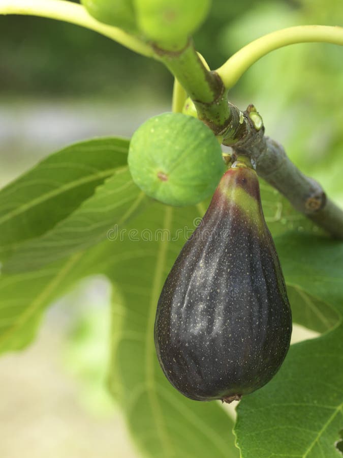 Figs on the tree stock image. Image of style, focus, sprig - 23705929