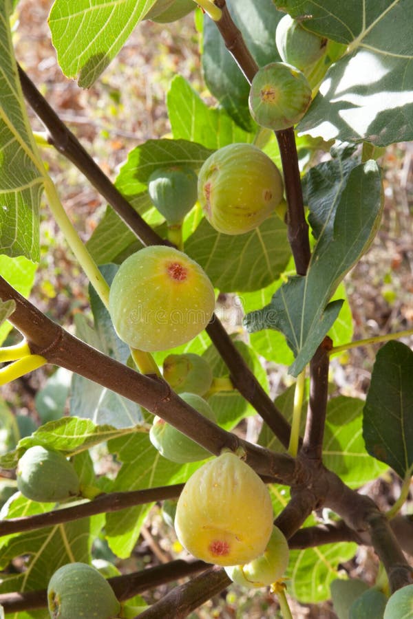 Figs in the tree stock photo. Image of branch, organic - 26408606