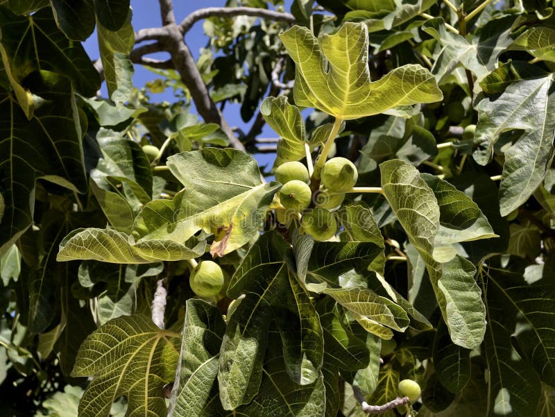 Figs tree stock image. Image of nature, ripe, mediterranean - 37704247