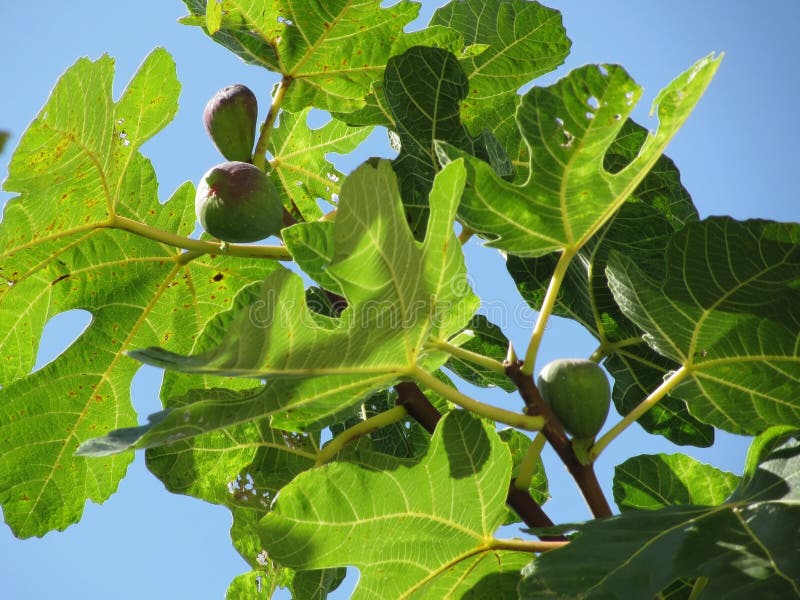 Green Figs Ripening on a Fig Tree with Green Leaves. Tuscany, Italy ...
