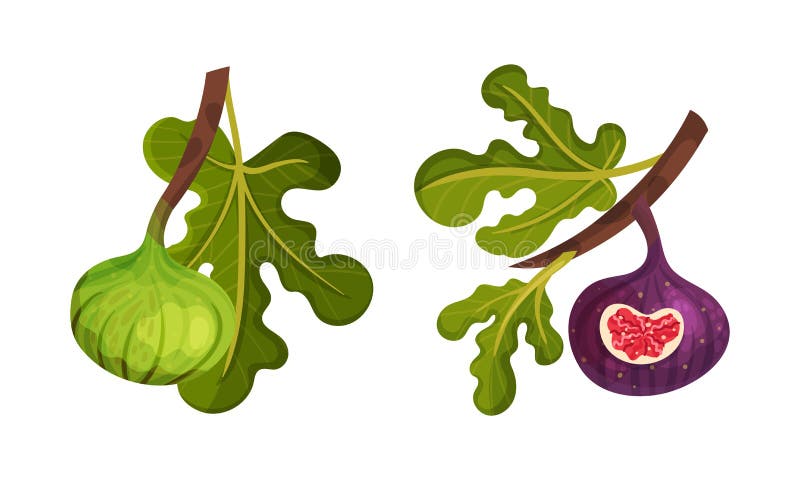 Figs Tree Branches with Green Leaves Set Vector Illustration Stock ...