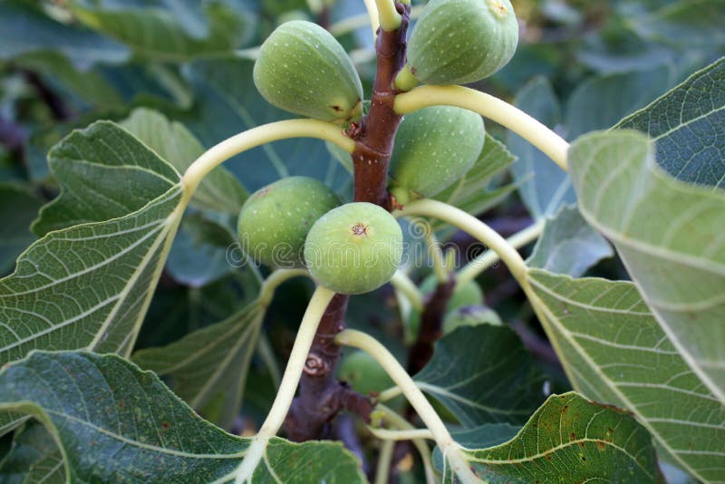 Figs on the tree stock image. Image of organic, garden - 99160705