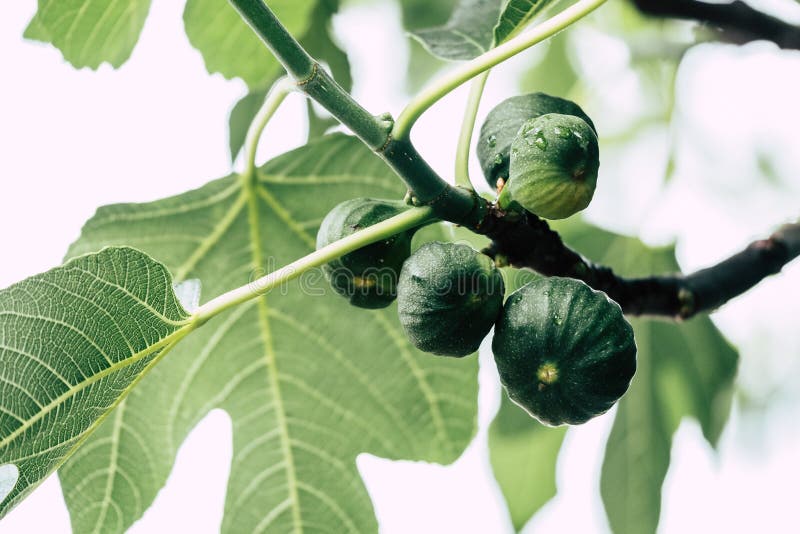 Figs on the tree stock image. Image of fruit, tree, harvest - 183992913