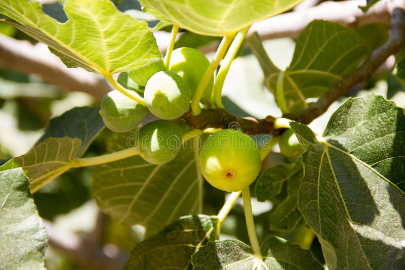 Figs tree stock photo. Image of botanical, isolated, farm - 43400108