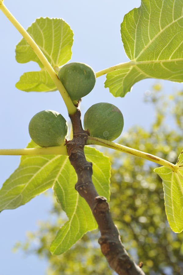Figs on the Tree in Toscany Stock Image - Image of italy, tuscany: 23703525