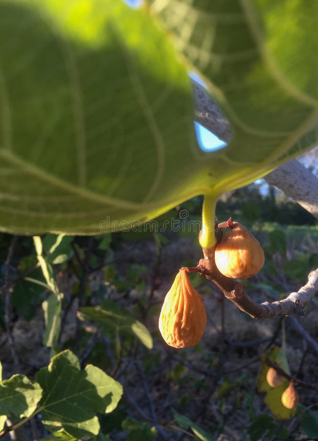 Figs Turned into Dried Fruit on a Tree in Autumn in Greece Stock Photo ...