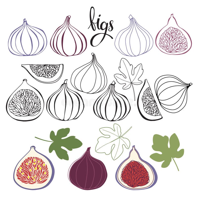 Figs. Vector Hand-drawn Illustration on a White Background. Collection ...