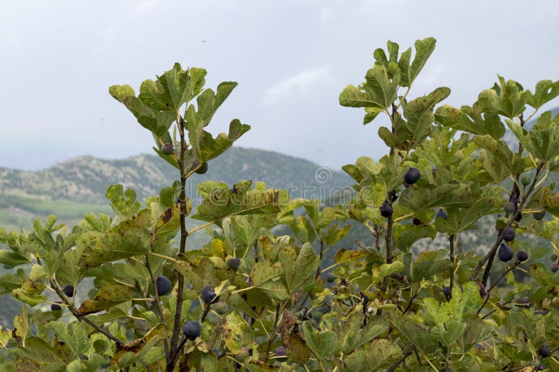Old Wild Fig tree stock photo. Image of elizabeth, africa - 60721198