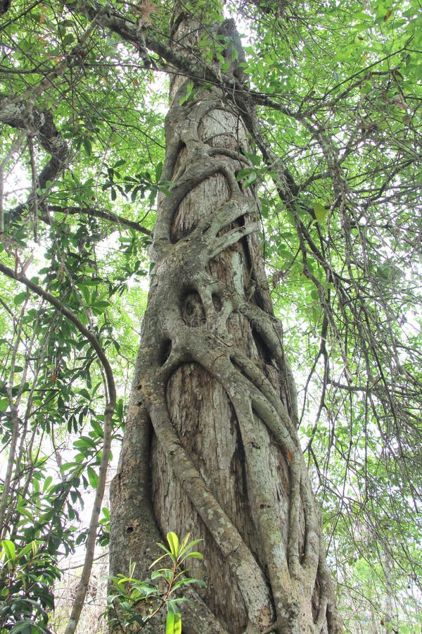 Figuier D'étrangleur De La Floride Photo stock - Image du ficus, aura ...