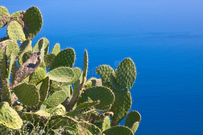 Figue De Barbarie Sur La Mer Image stock - Image du tourisme, été: 13764533
