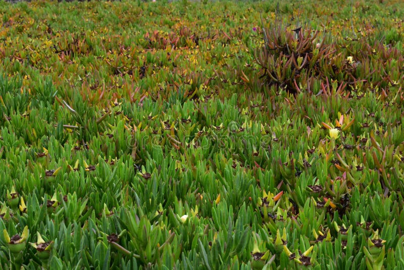 Figue De Mer Photos Stock - Téléchargez 1,285 Photos libres de droits