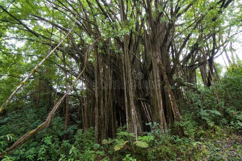 Figuier de banian photo stock. Image du figue, coffre - 7258778