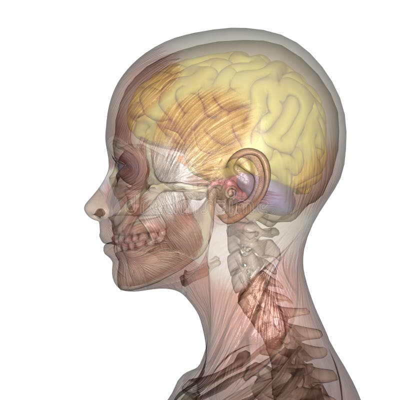 Figura de endecha femenina stock de ilustración. Ilustración de médico ...