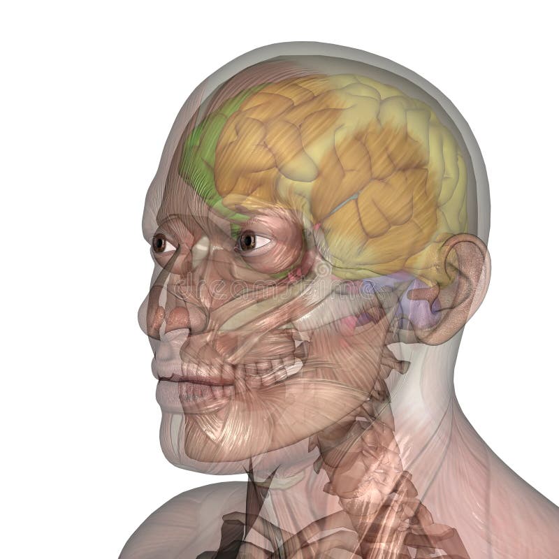 Figura De Endecha Masculina Stock de ilustración - Ilustración de ...