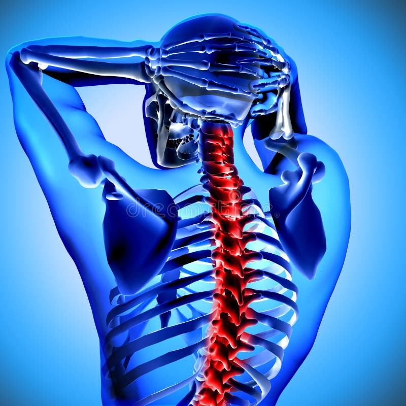 Figura Medica 3d Con Le Ossa Di Collo Evidenziate Illustrazione di ...