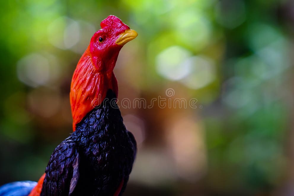 Figuras del pollo imagen de archivo. Imagen de objeto - 91325307