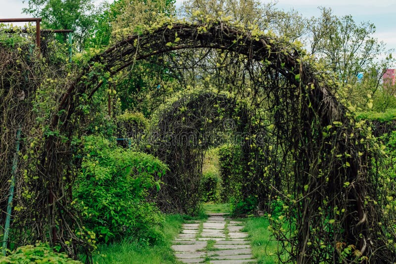 Figurative Arches from Plants, a Geometric Shape in a Landscape Garden ...