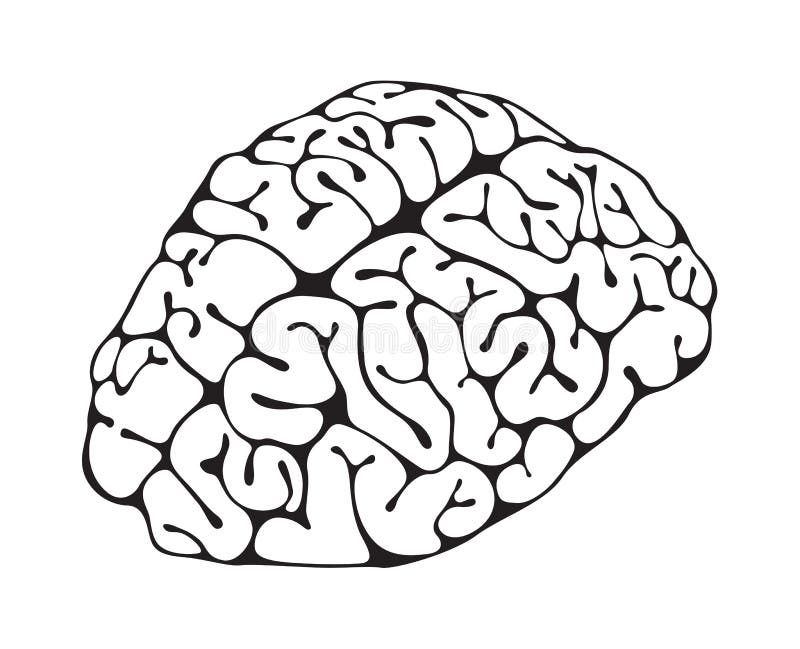 Figure brain closeup stock illustration. Illustration of body - 23677449