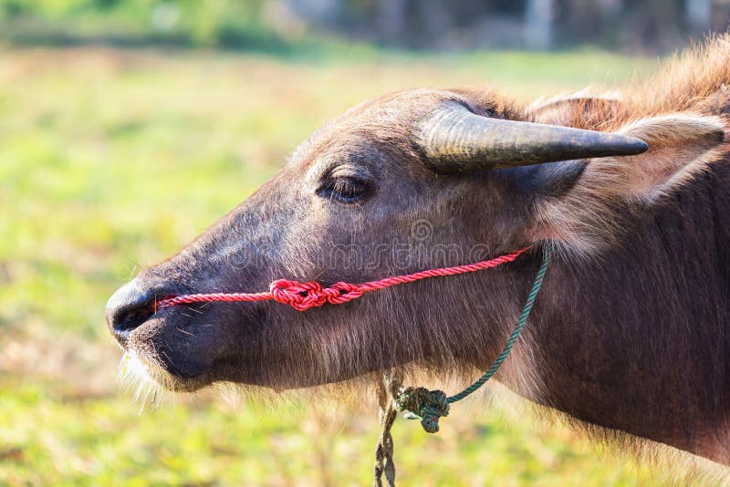 Figure buffalo head shot stock image. Image of black - 62235291