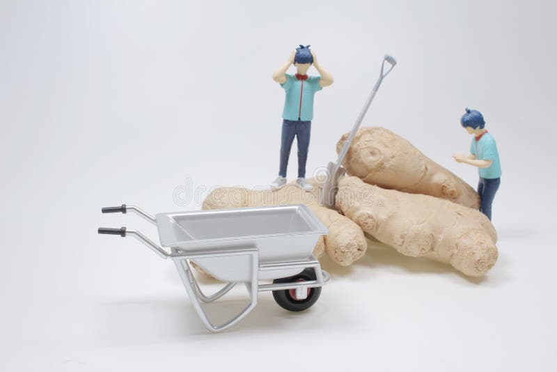 A Figure with the Ginger Root Isolated on White Back Ground Stock Photo ...