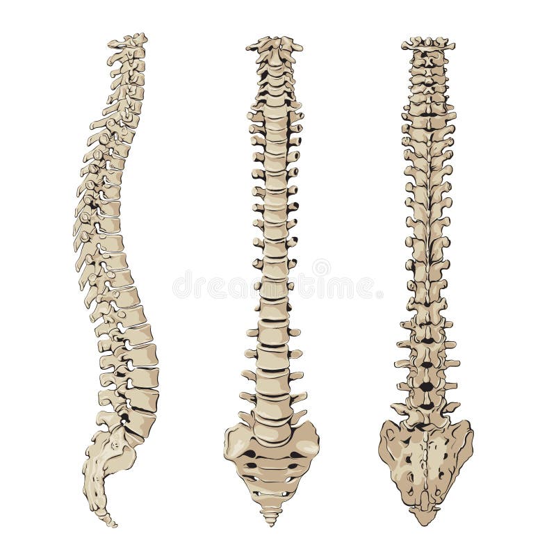 Figure of the spine stock vector. Illustration of bones - 101155371