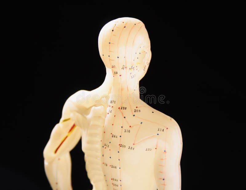 Acupuncture Model Back stock photo. Image of traditional - 532366