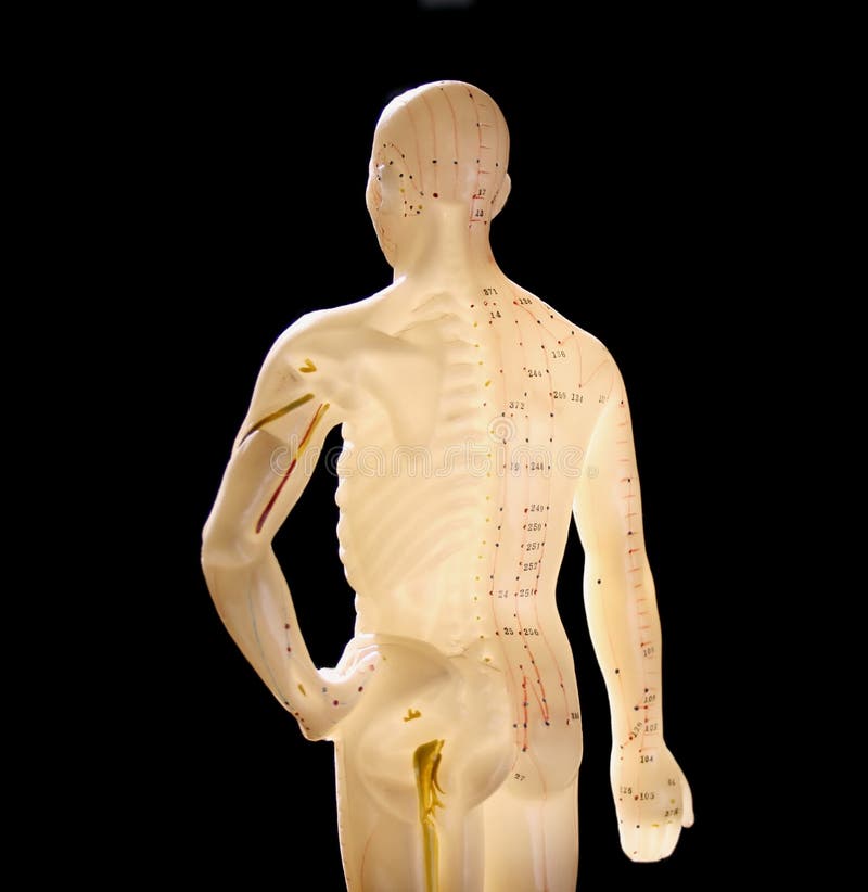 Acupuncture figure stock photo. Image of medicine, human - 1659752