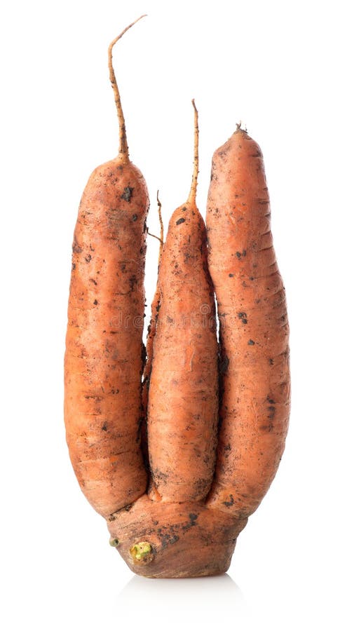 Carrot genetic modified stock photo. Image of danger - 19105368