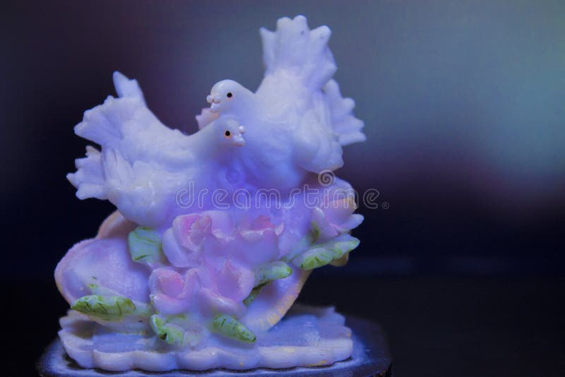 Doves with fan-shaped tail stock photo. Image of pure - 75209302