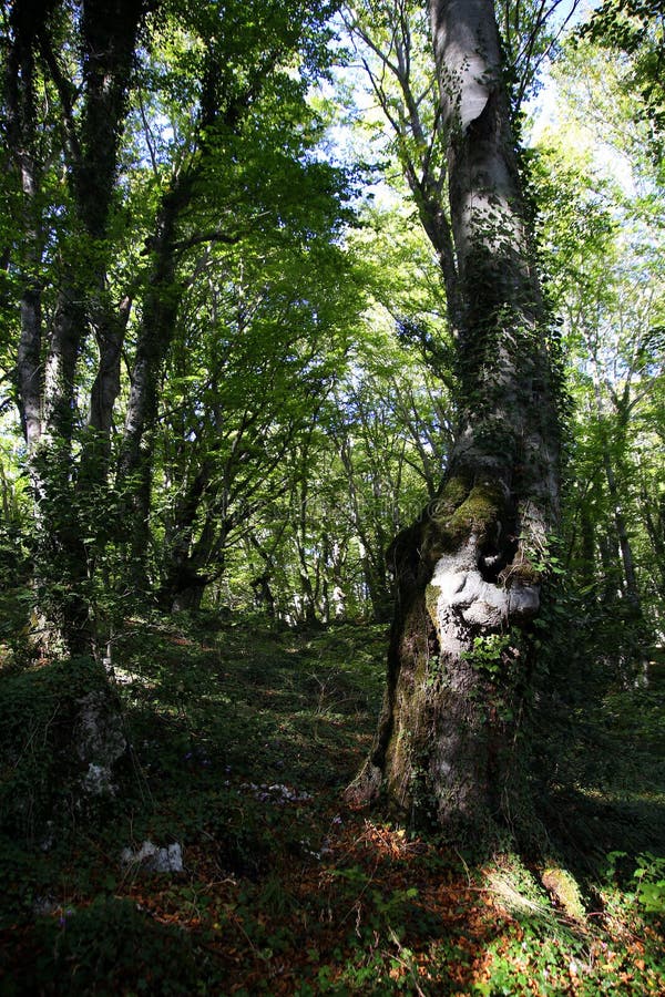 Figures and Shapes in the Trunk of a Tree in the Beech Forest Stock ...