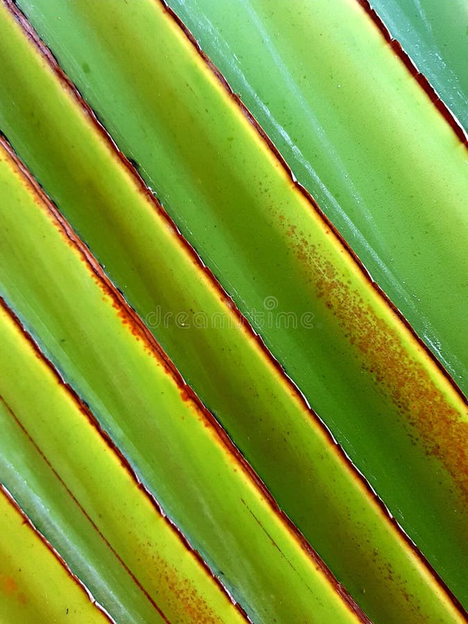 The Figures of Stalks, Travellers Palm Tree Stock Photo - Image of ...