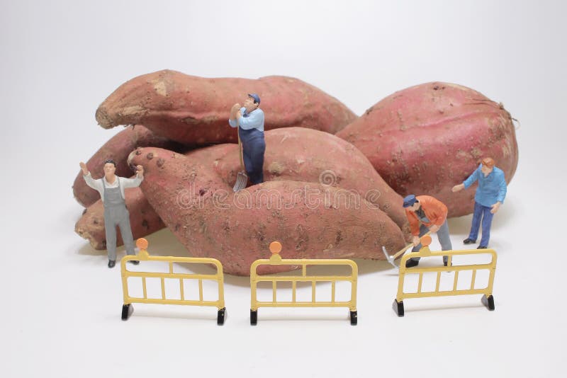 A Figurine Worker are Working on Sweet Potatoes Stock Photo - Image of ...
