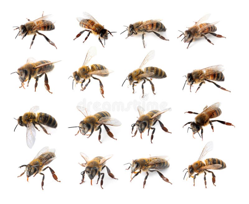 565 Collage De La Abeja De La Miel Fotos de stock - Fotos libres de ...