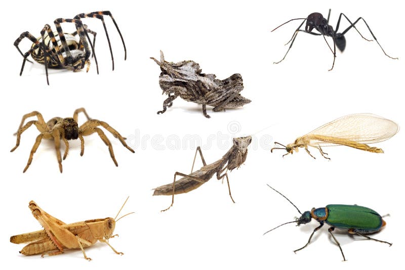 Conjunto de insectos imagen de archivo. Imagen de color - 23426839