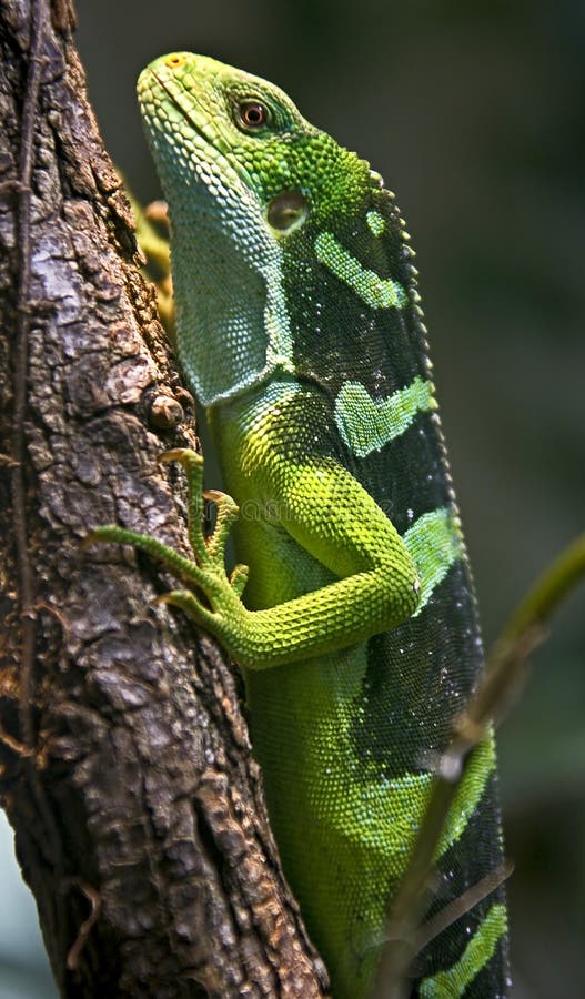 Fiji banded iguana 2 stock image. Image of lizard, branch - 13732105