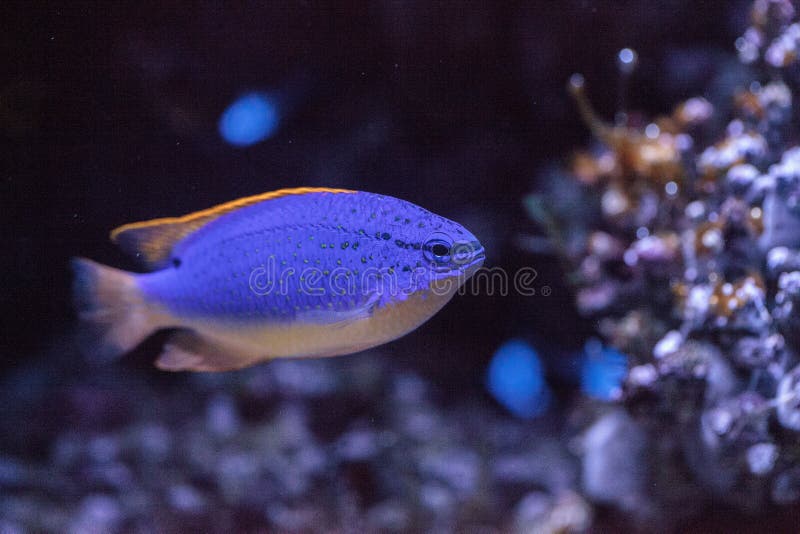 Fiji Blue Damselfish - Chrysiptera Taupou Stock Photo - Image of blenny ...
