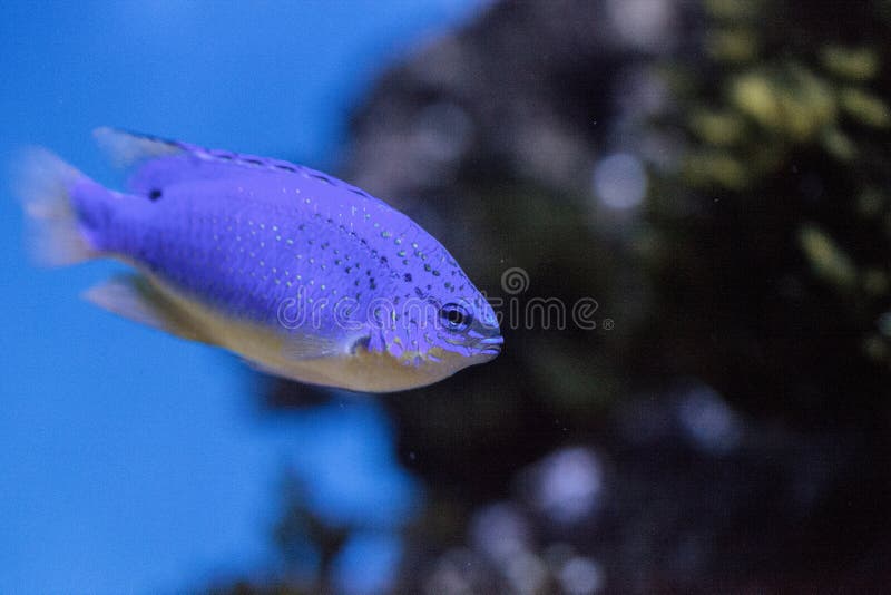 Fiji Blue Damselfish - Chrysiptera Taupou Stock Photo - Image of blenny ...