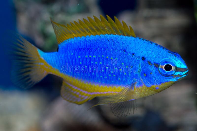 Fiji Blue Devil Damselfish stock photo. Image of seas - 83662358