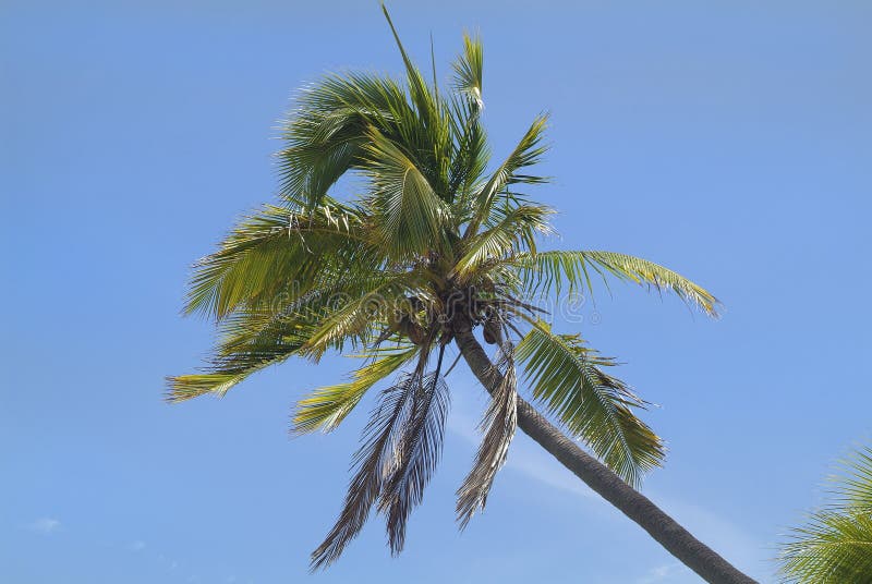 Fiji, Botany stock photo. Image of food, island, coconut - 85360222