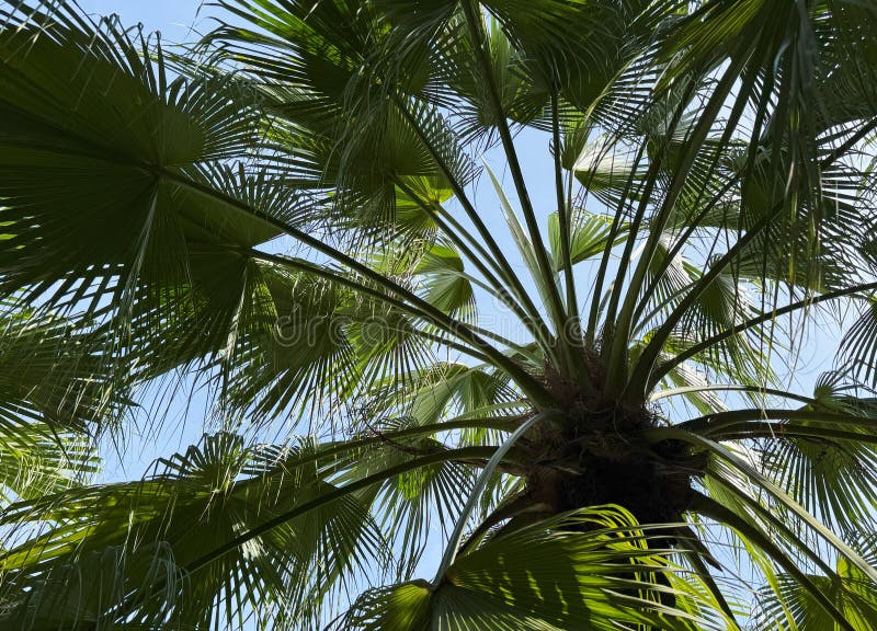 Fiji Fan Palm Tree with Blue Sky in the Garden Stock Image - Image of ...