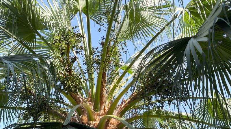 Fiji Fan Palm Tree with Blue Sky Stock Footage - Video of tropic ...