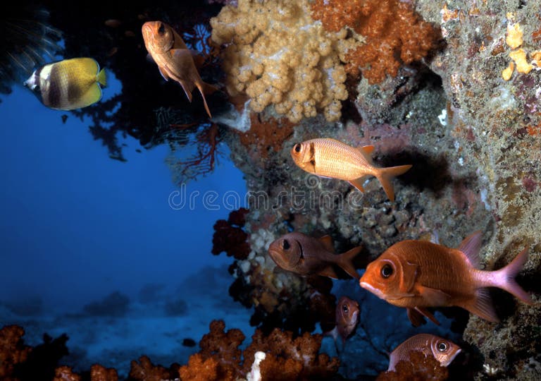 Fiji Fish Grotto stock image. Image of ecology, fauna - 5050901