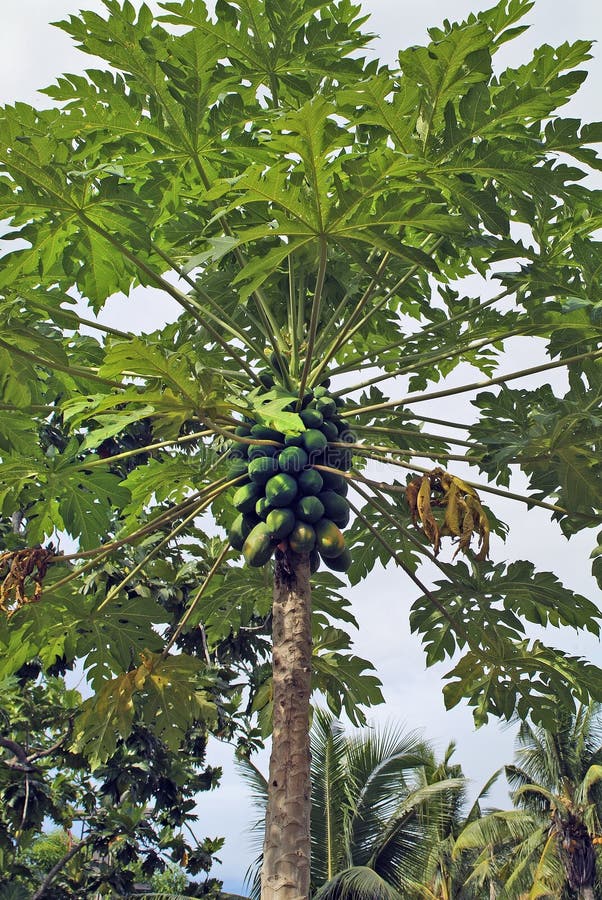 Fiji, Botany stock image. Image of fiji, fruits, plant - 67485601