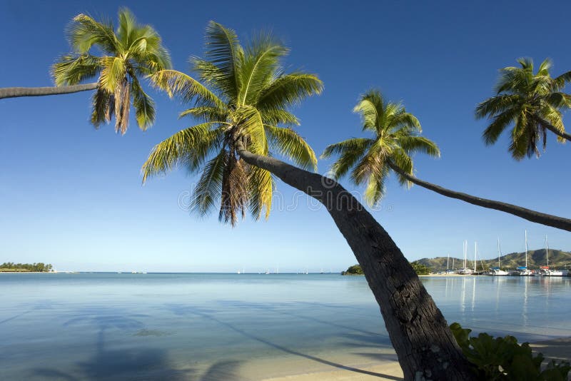 Fiji - Leaning Palm Trees - South Pacific Stock Photo - Image of tree ...