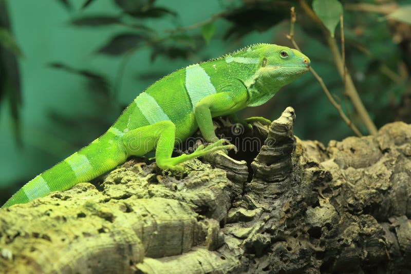 Fiji-Leguane stockfoto. Bild von reptil, grün, fidschi - 265260492